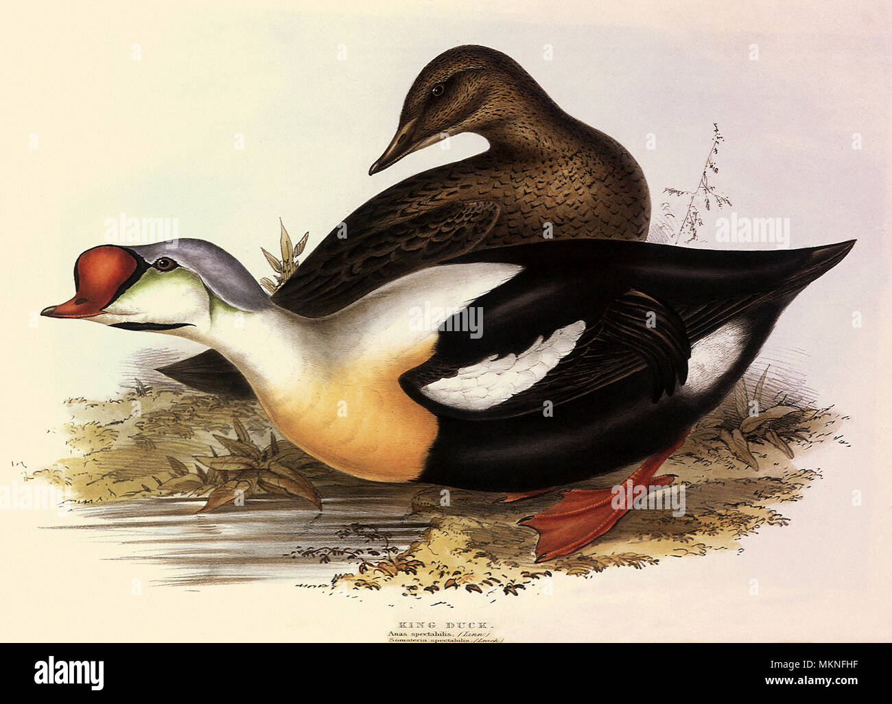 King Eider, Somateria spectabilis Stock Photo - Alamy