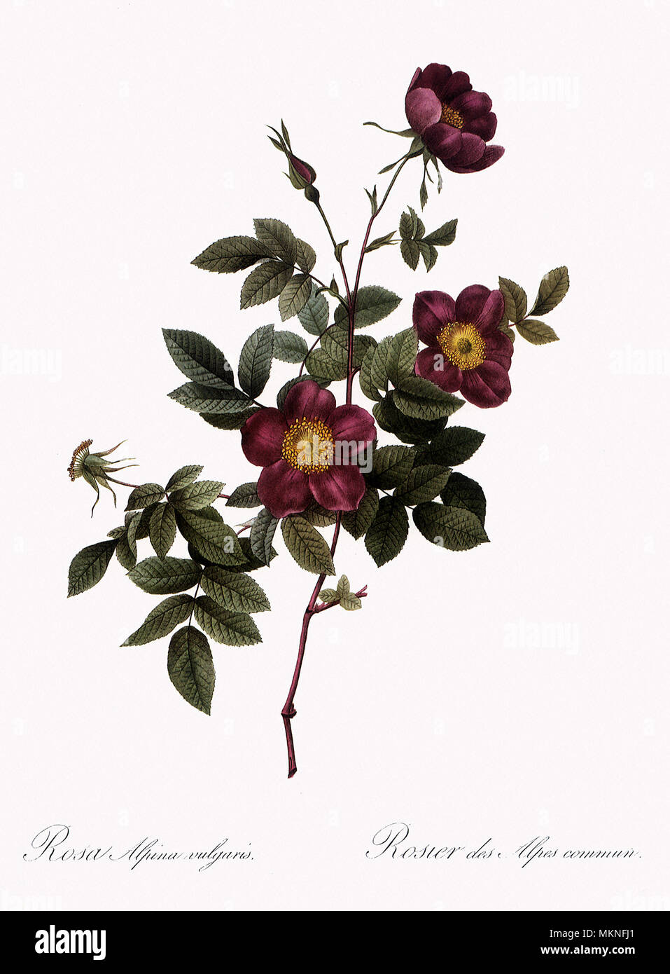 Common Alpine Rose, Rosa Alpina Vulgaris Stock Photo - Alamy