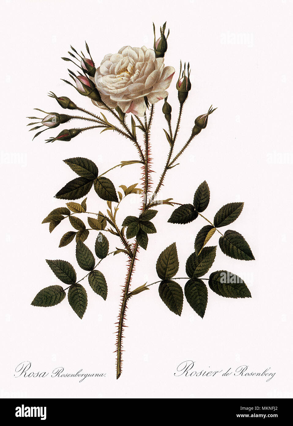 Rosenberg's Rose, Rosa Rosenbergiana Stock Photo - Alamy