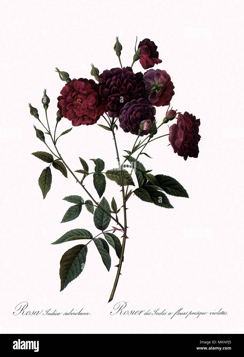 Rosa indica hi-res stock photography and images - Alamy