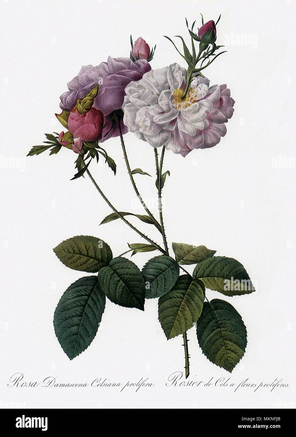 Proliferous Cels's Rose, Rosa Damascena Celsiana Prolifera Stock Photo ...