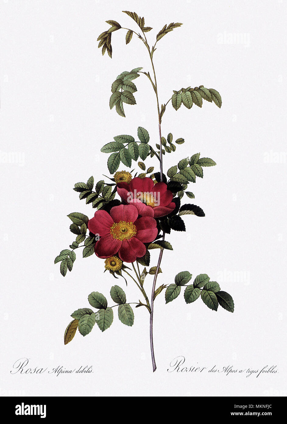 Decumbent Alpine Rose, Rosa Alpina Debilis Stock Photo - Alamy