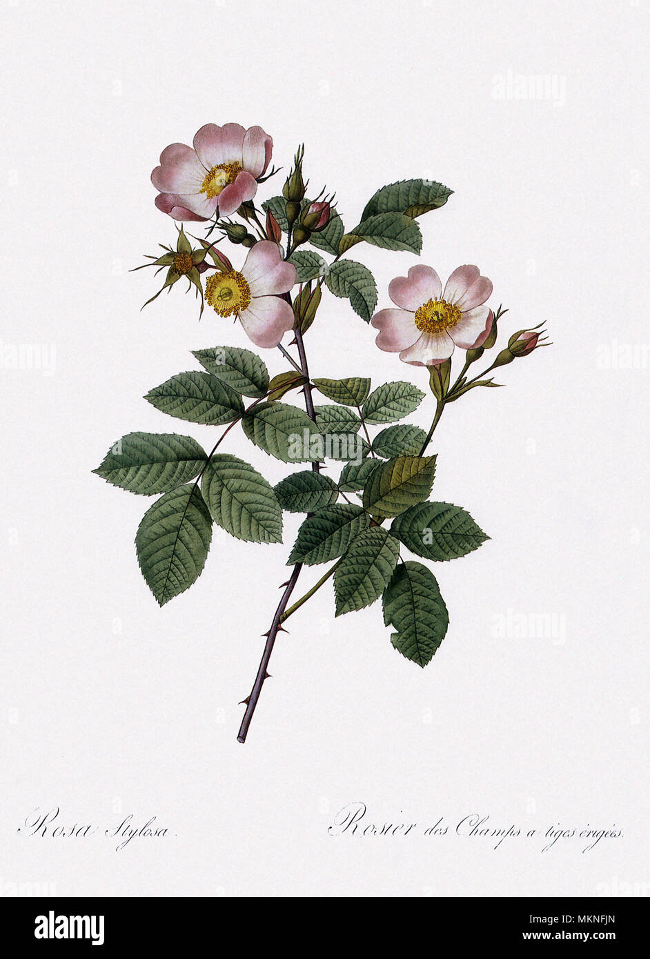 Rosa Stylosa High Resolution Stock Photography and Images - Alamy