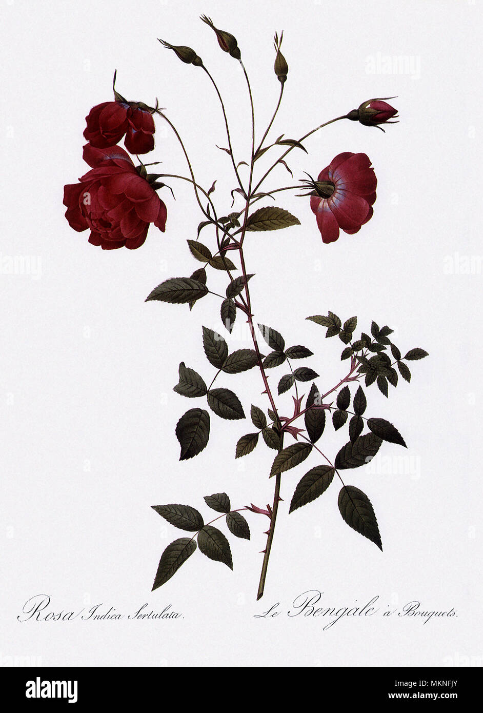 Rosa Indica High Resolution Stock Photography and Images - Alamy