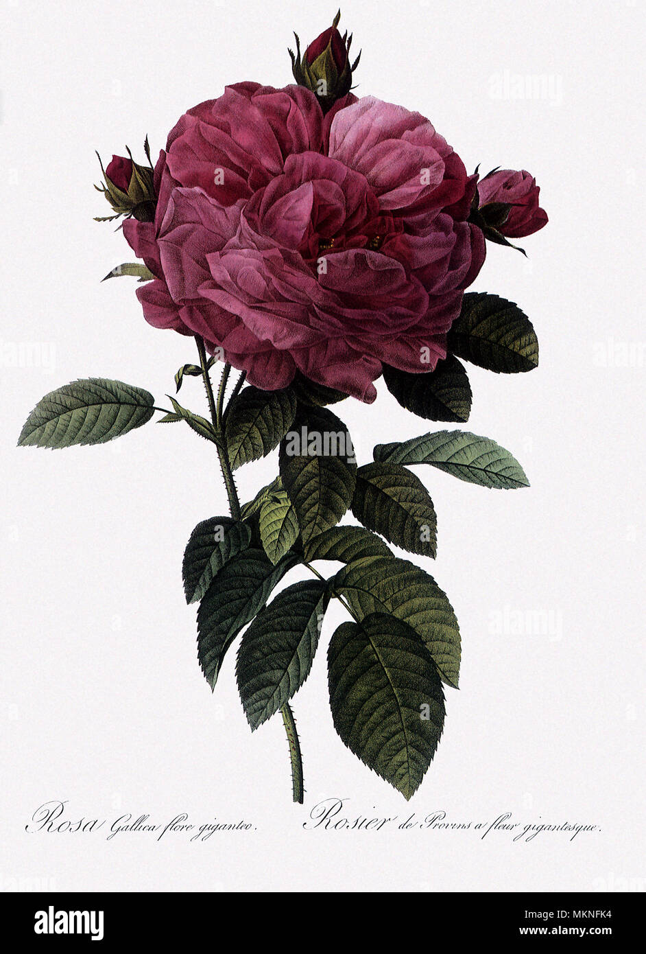 Giant-Flowered Provins Rose, Rosa Gallica Flore Giganteo Stock Photo ...