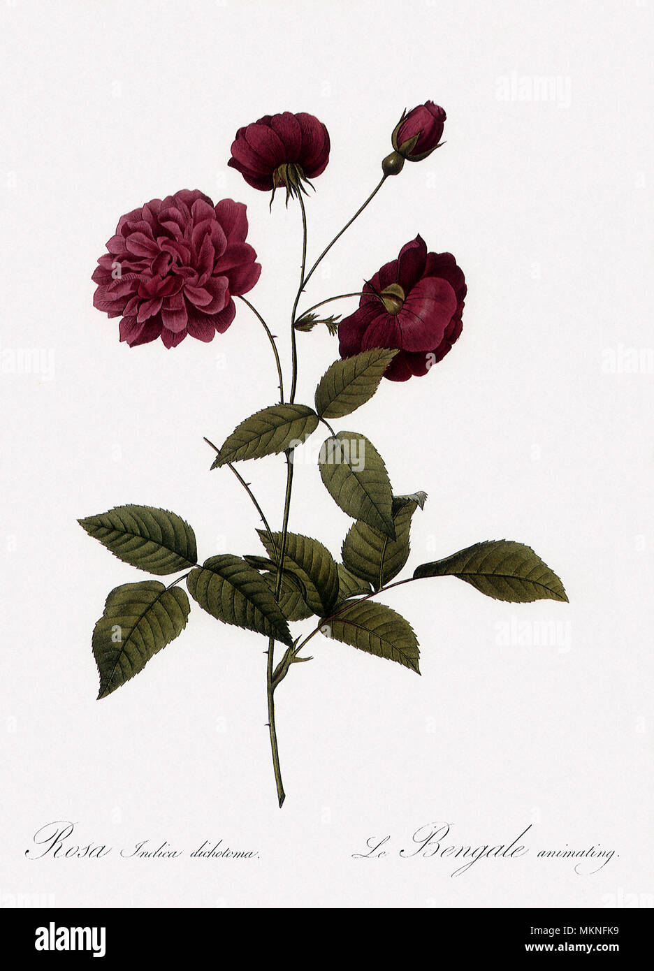 Illustration rosa indica hi-res stock photography and images - Alamy