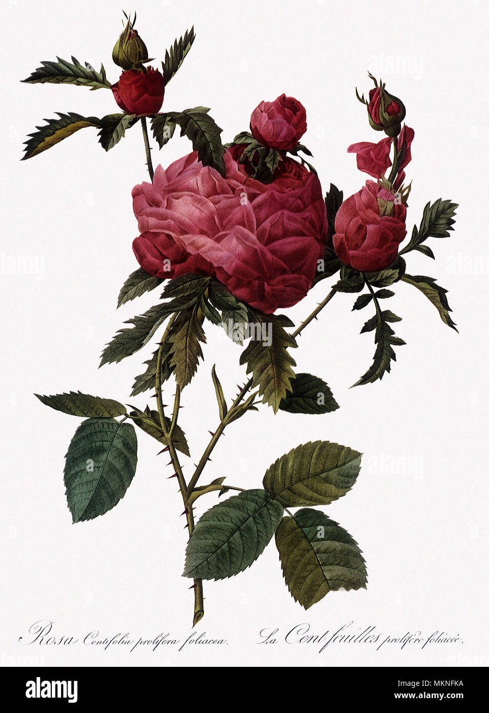 Leafy-Proliferous Cabbage Rose, Rosa Stock Photo - Alamy