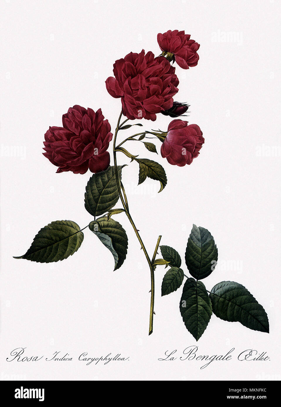 Lady Monson's Rose, Rosa Collina Monsoniana Stock Photo - Alamy