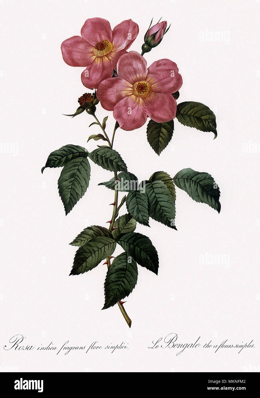 Rosa indica fragrans hi-res stock photography and images - Alamy