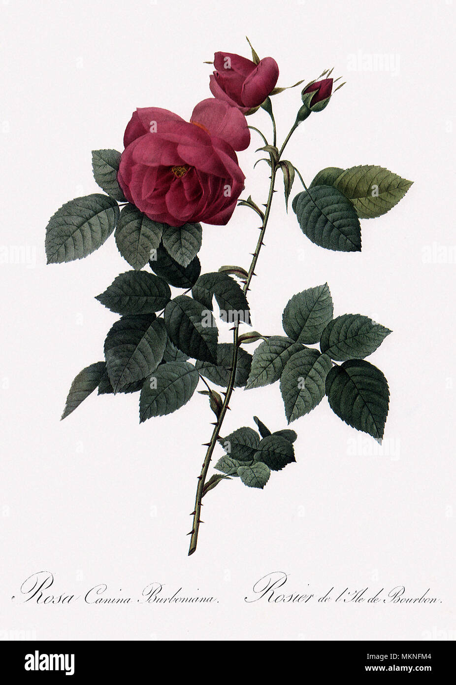 Bourbon rose hi-res stock photography and images - Alamy