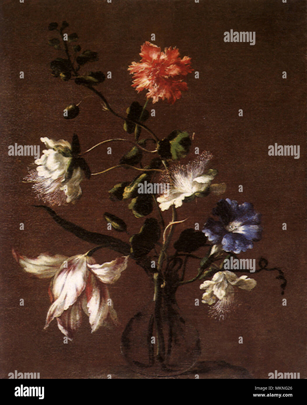 Three Caper Flowers, a Carnation, a Bindweed, and a Tulip Stock Photo ...