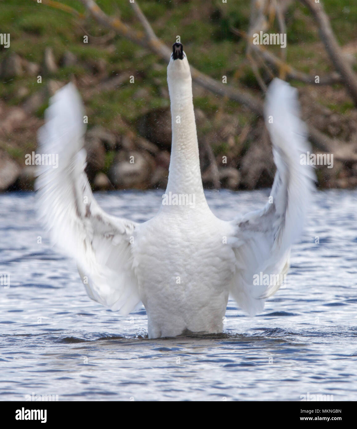 Scotlands birds hi-res stock photography and images - Alamy