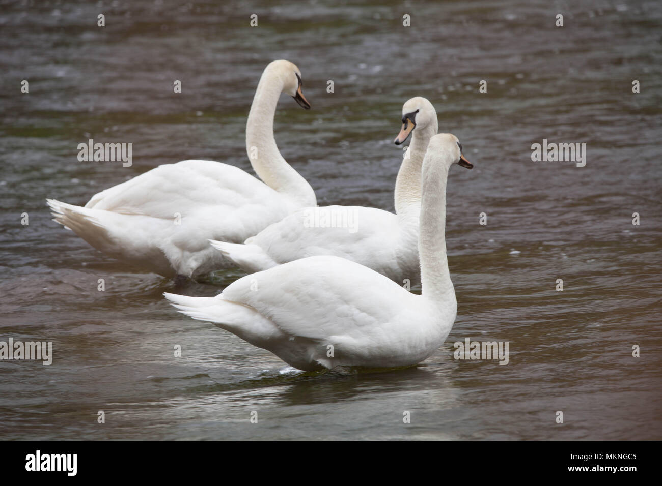 Native swans hi-res stock photography and images - Alamy