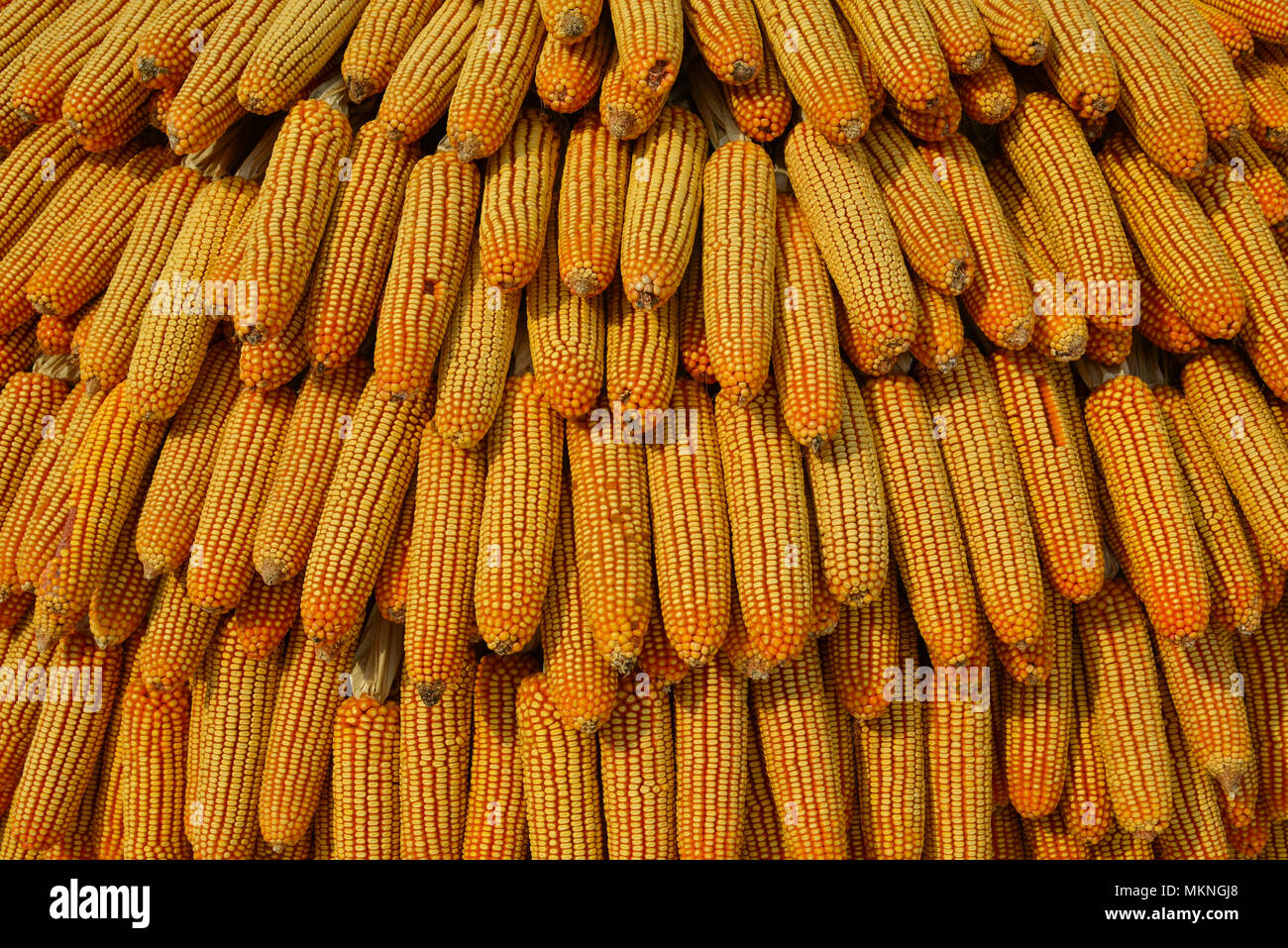 Dried corn at warehouse in Harbin, Northern China Stock Photo - Alamy