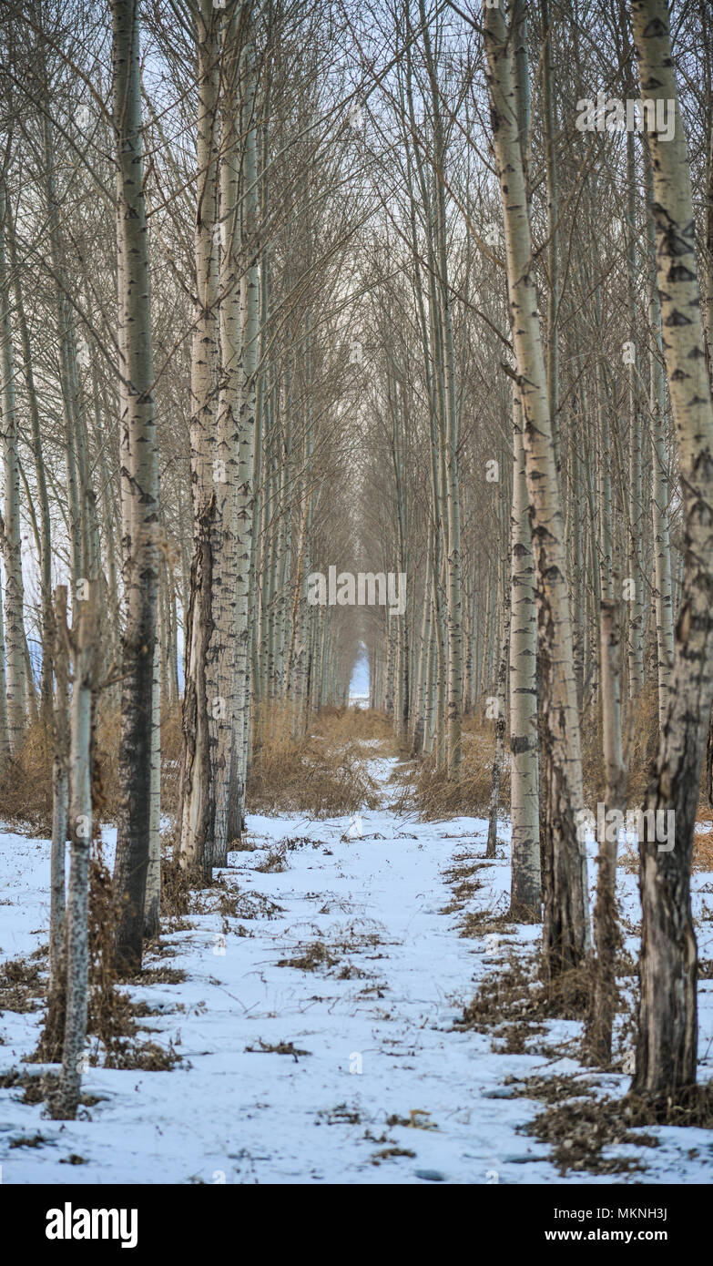 Harbin china walkway hi-res stock photography and images - Alamy