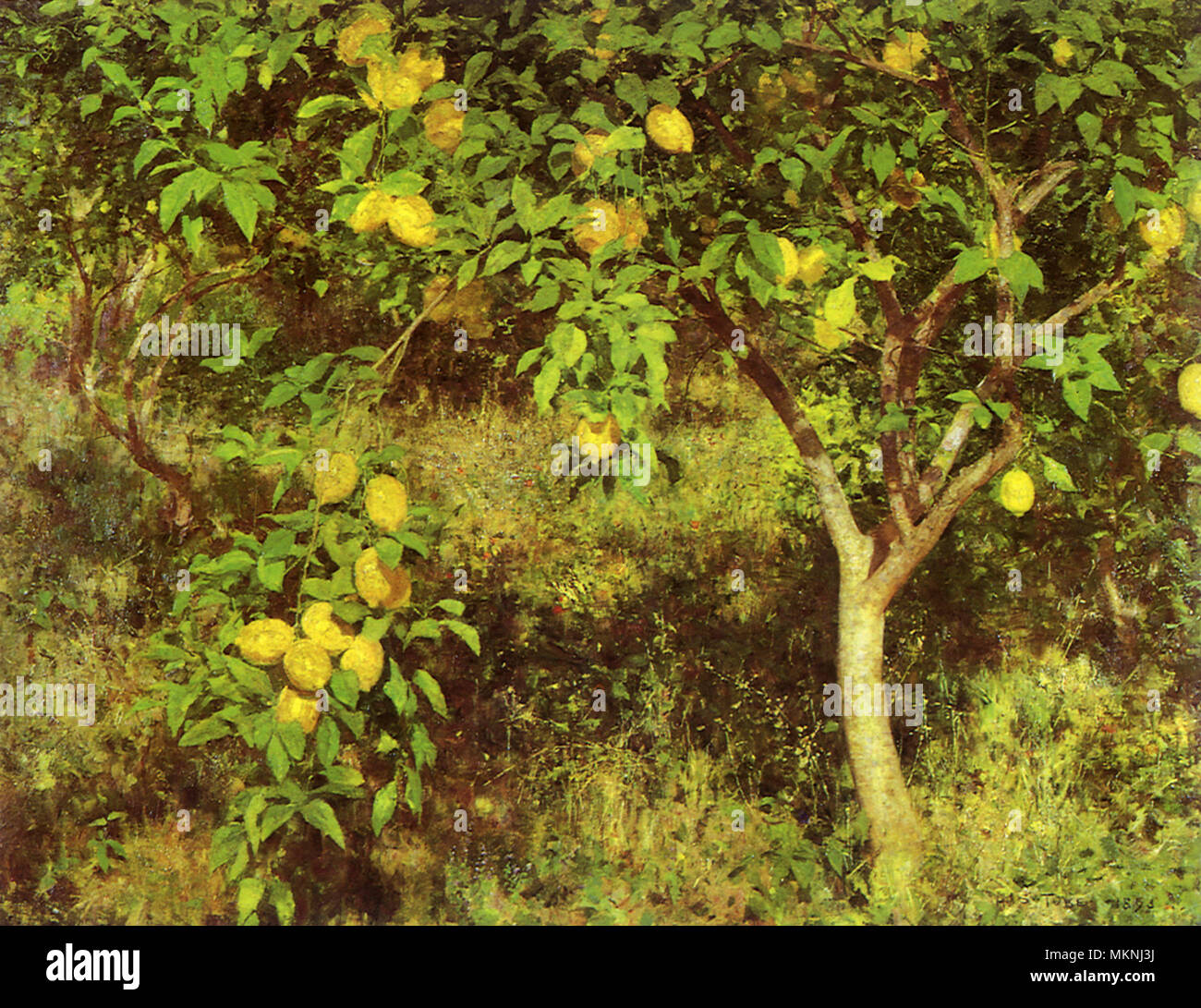 The Lemon Tree Stock Photo - Alamy