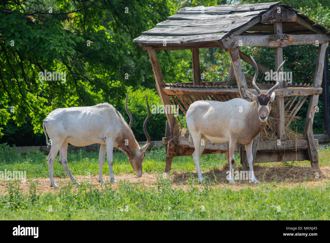 Antilopa hi-res stock photography and images - Alamy