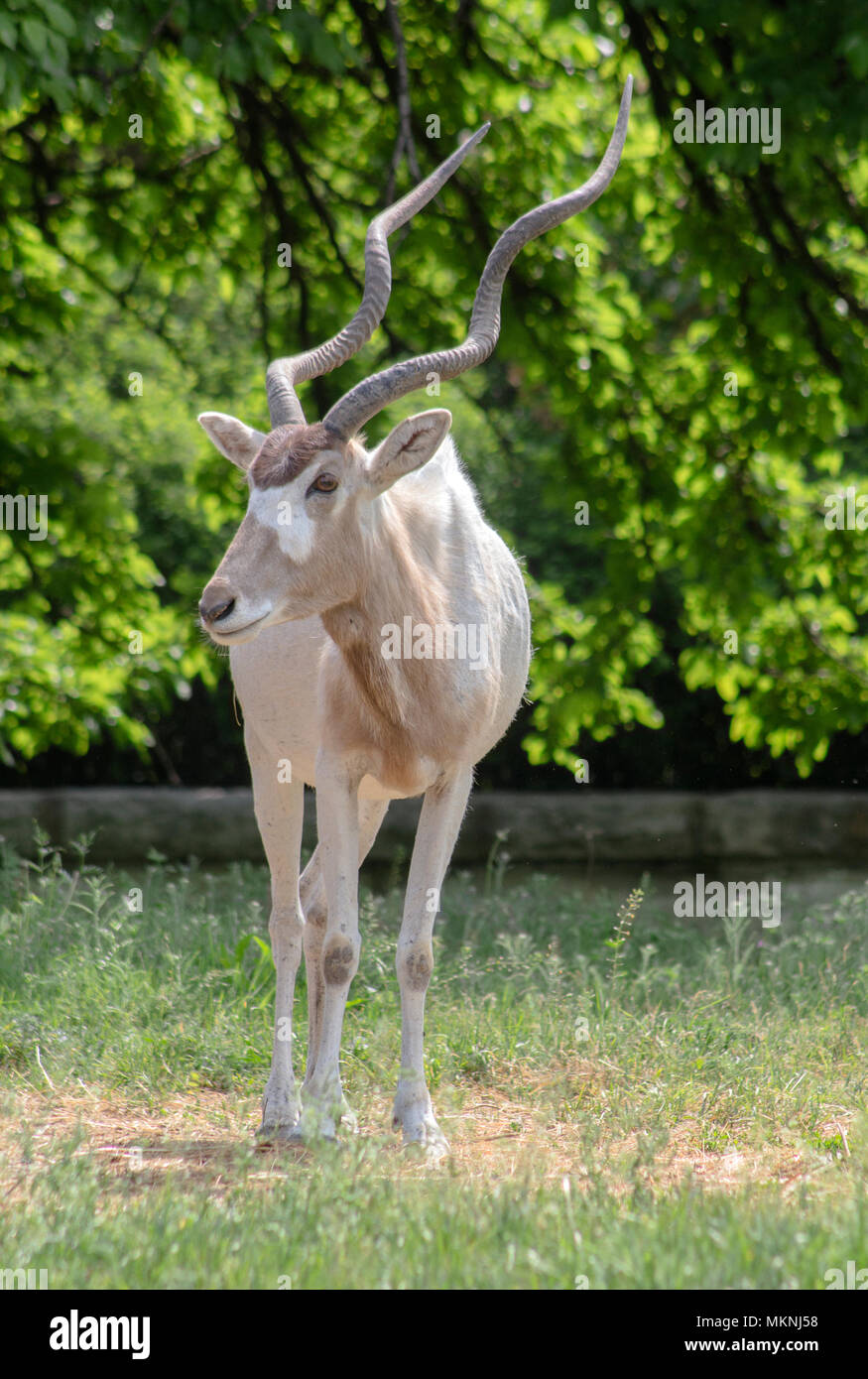 Antilopa hi-res stock photography and images - Alamy