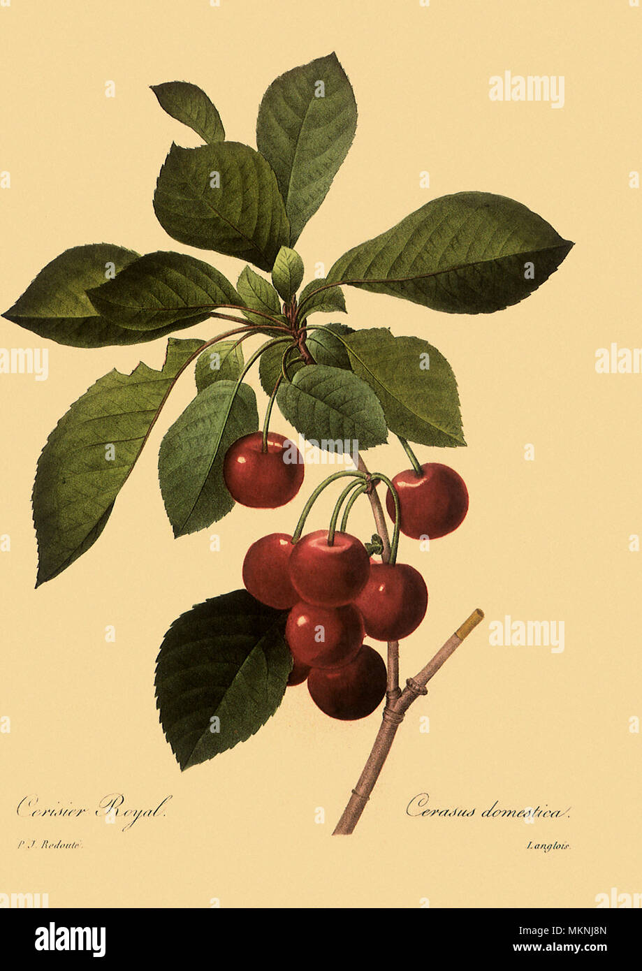 Sour cherry cerasus vulgaris or prunus cerasus hi-res stock photography ...