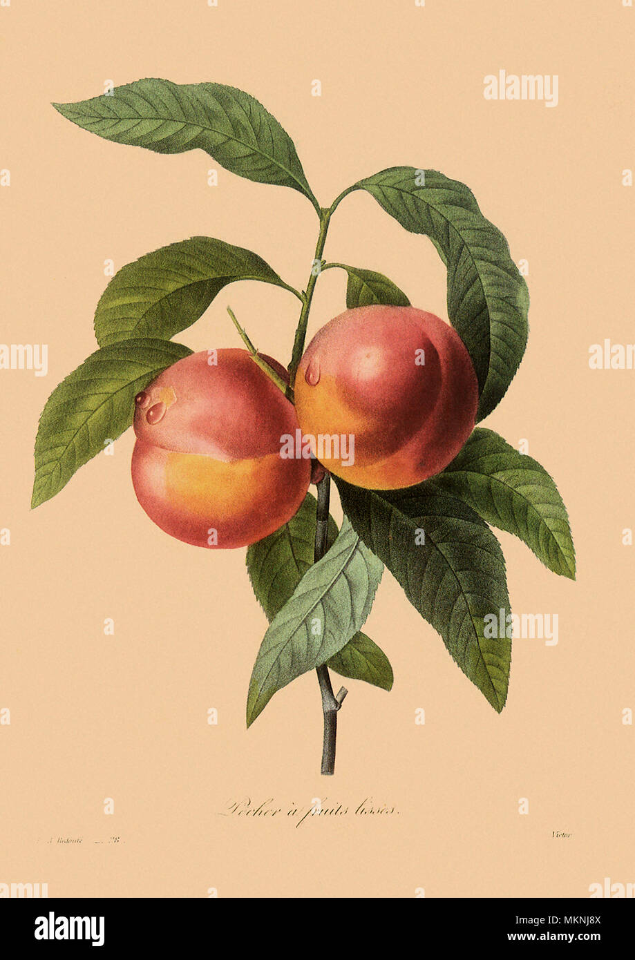 Prunus persica nectarine hi-res stock photography and images - Alamy