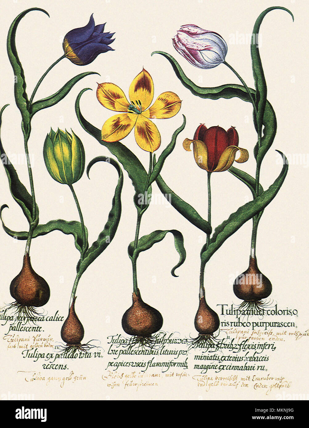 Assorted tulip blooms hi-res stock photography and images - Alamy