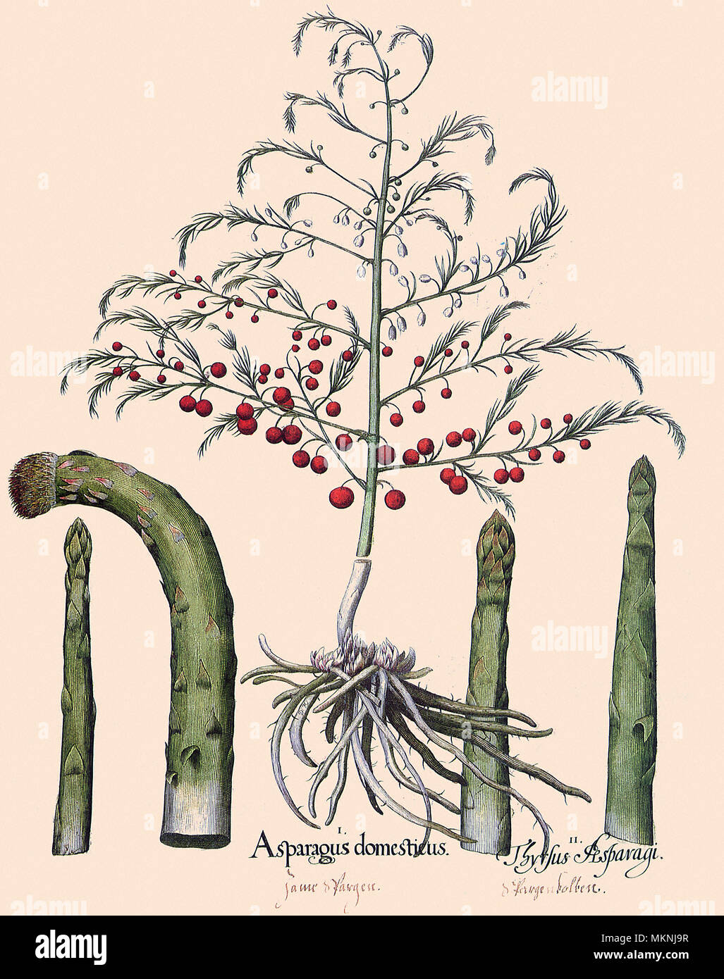 Asparagus officinalis flower hi-res stock photography and images - Alamy