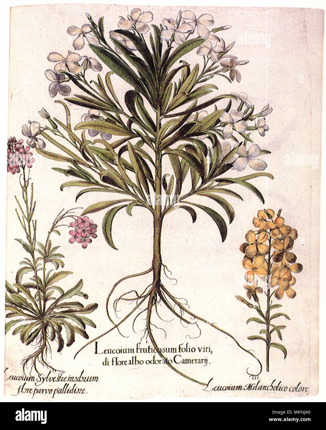 Matthiola incana, Erysimum cheiranthoides, Matthiola tristis Stock ...