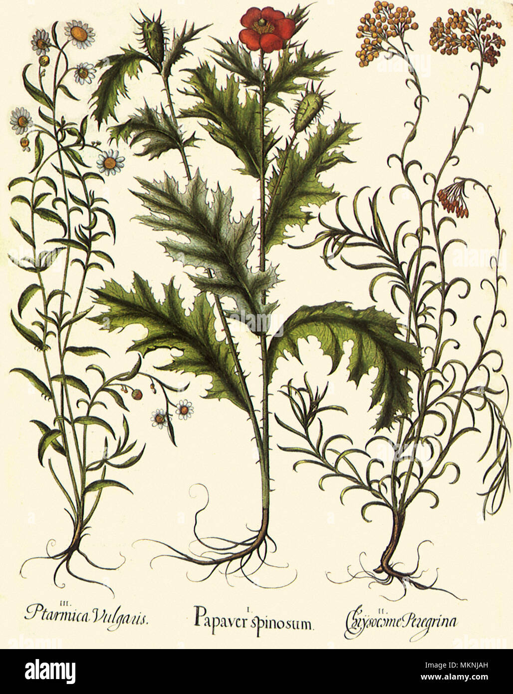 Argemone mexicana flower plant hi-res stock photography and images - Alamy