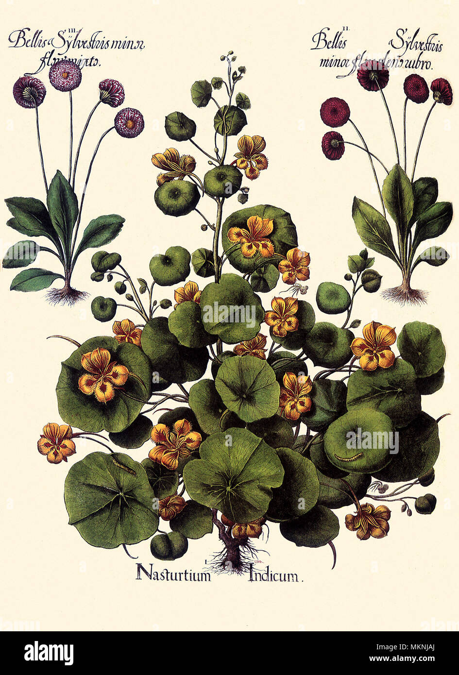 Flowers maius hi-res stock photography and images - Alamy