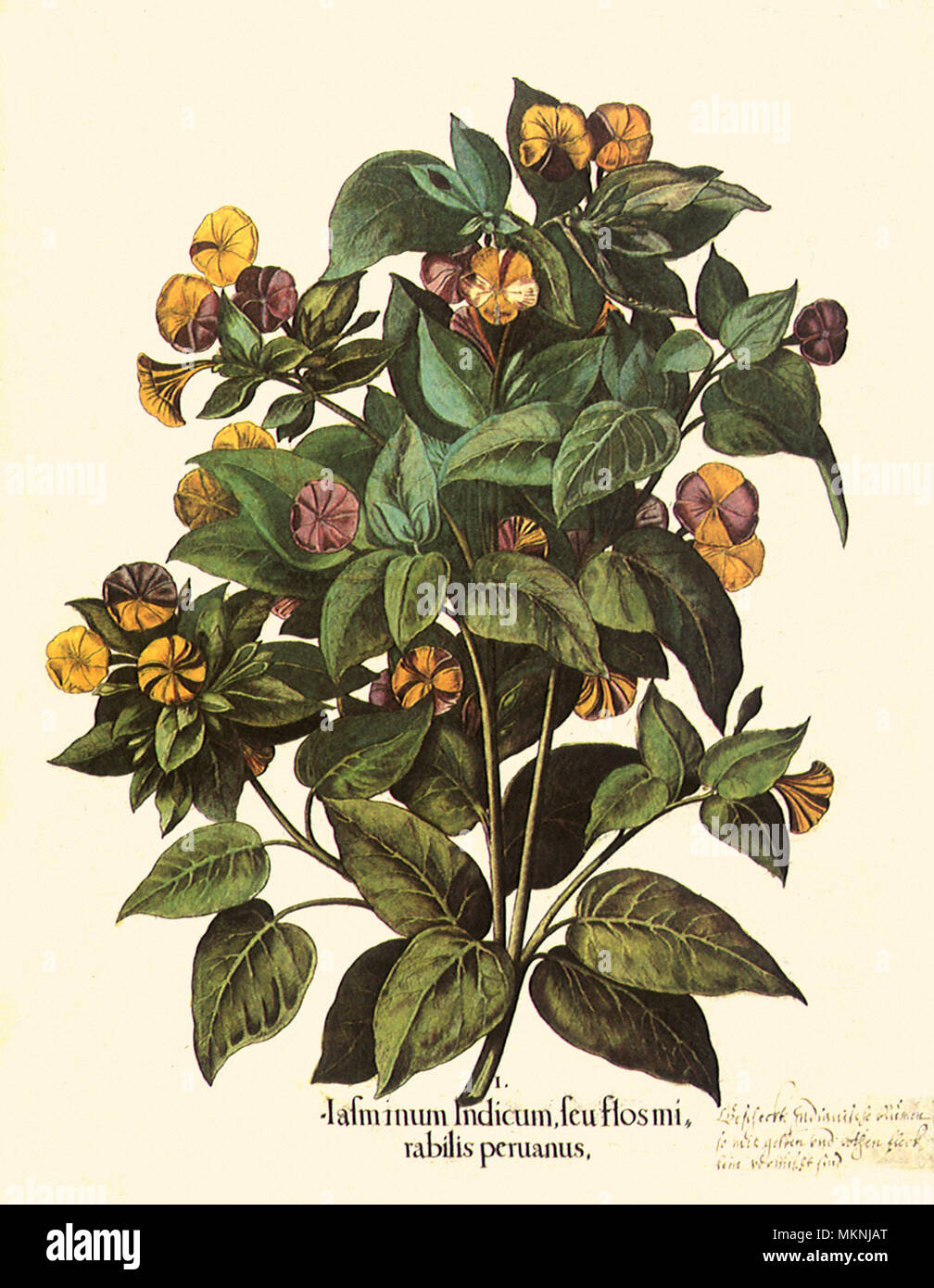 Mirabilis flowers hi-res stock photography and images - Alamy