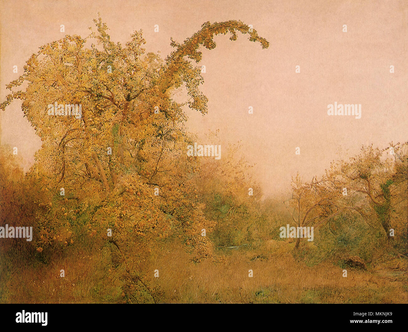 The Old Pear Tree Stock Photo - Alamy