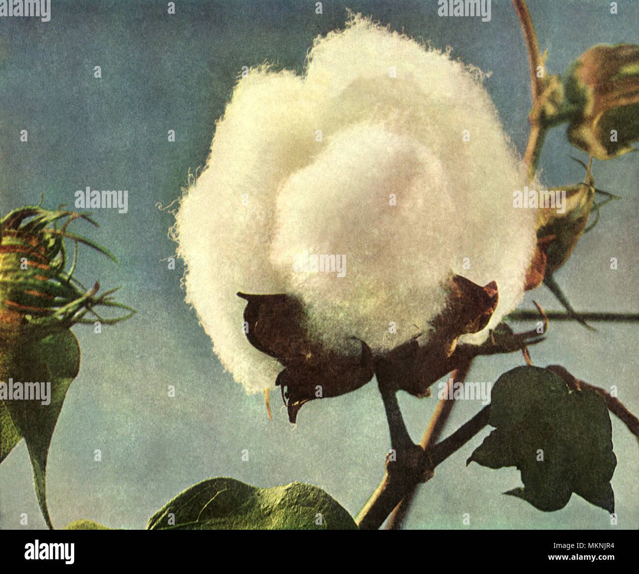 Cotton blossoms hi-res stock photography and images - Alamy