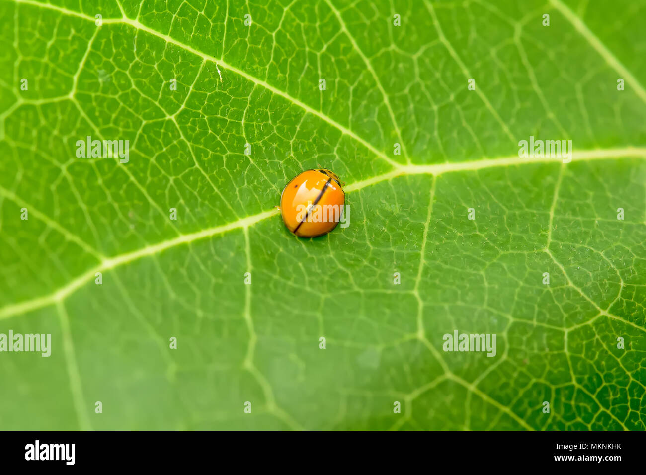 The ladybug on a leaf on a nature background Stock Photo - Alamy