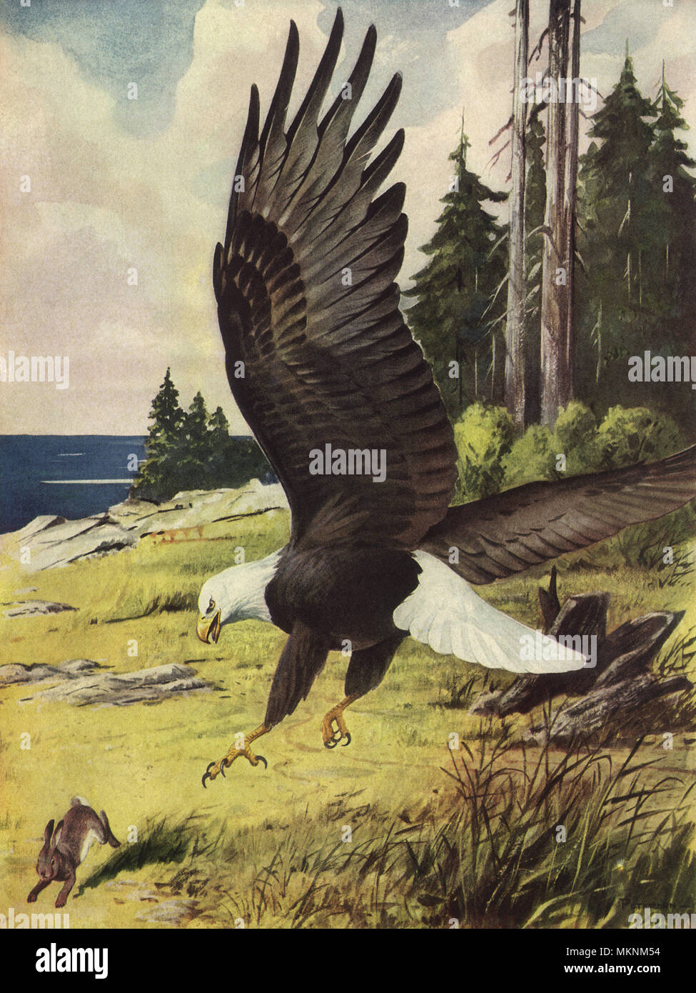 Eagle Diving at Rabbit Stock Photo - Alamy