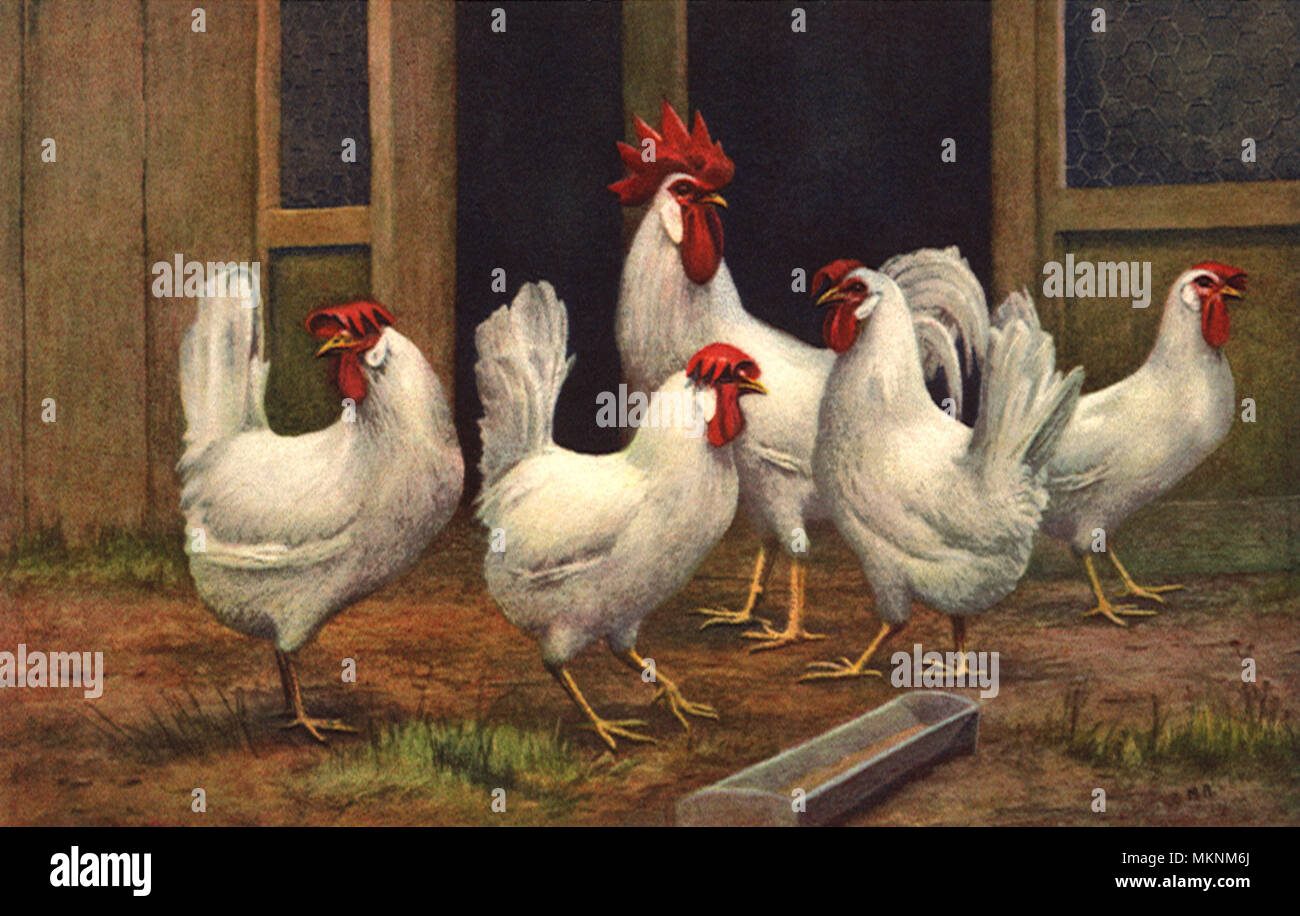 Chickens by Hen House Stock Photo - Alamy