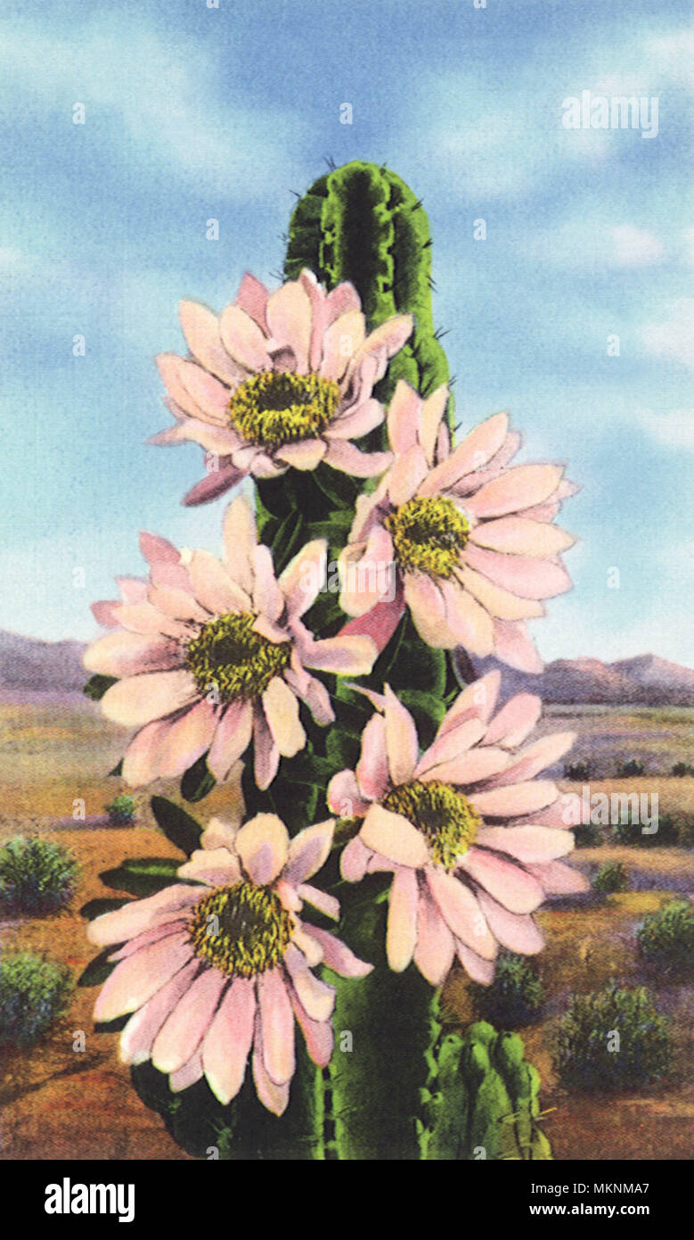 Pink cactus blooms hi-res stock photography and images - Alamy