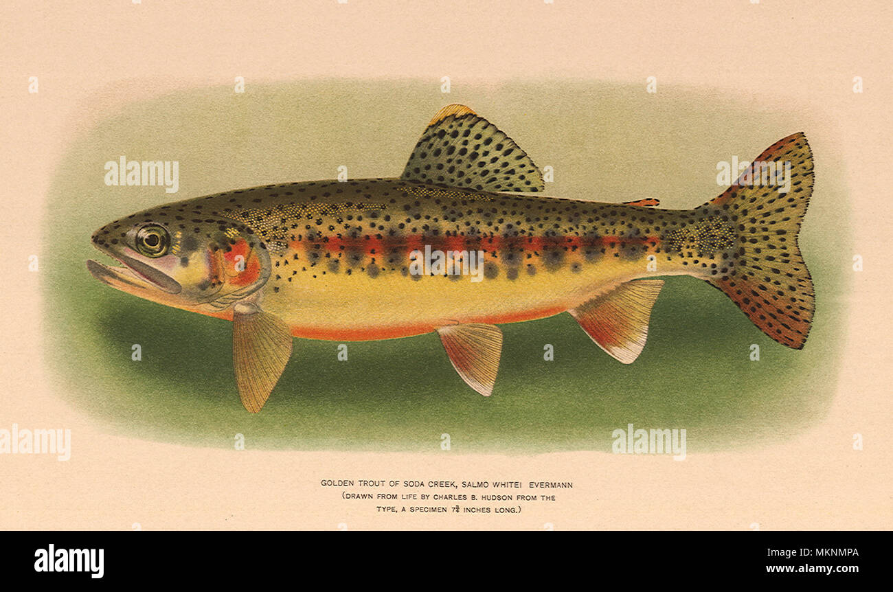 Trout illustration hi-res stock photography and images - Alamy