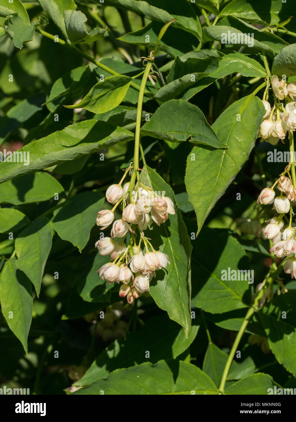 White drooping bell shaped flower hi-res stock photography and images ...