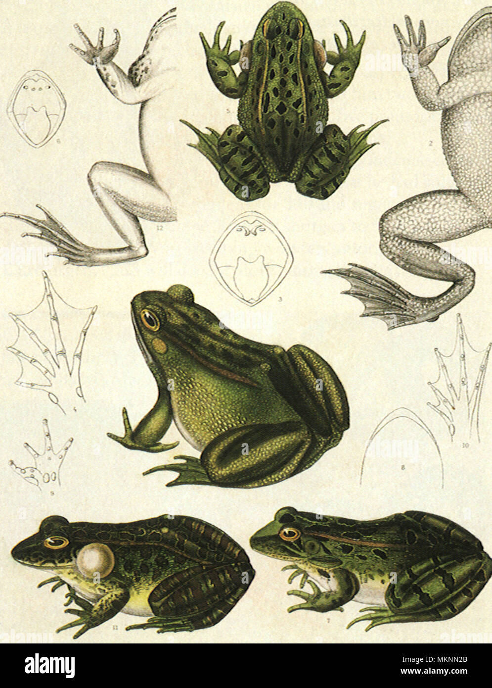 Beast study hi-res stock photography and images - Alamy