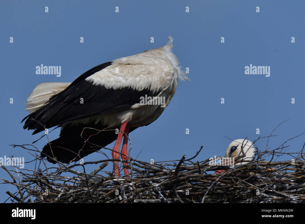 pair of white stork sitting in the nest in the spring pairing season ...