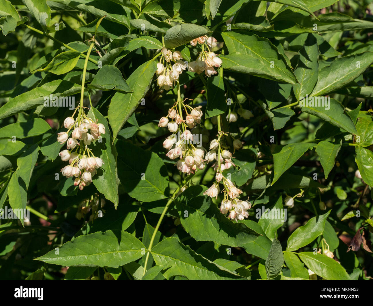 The drooping white flower heads of Staphylea holocarpa Stock Photo - Alamy