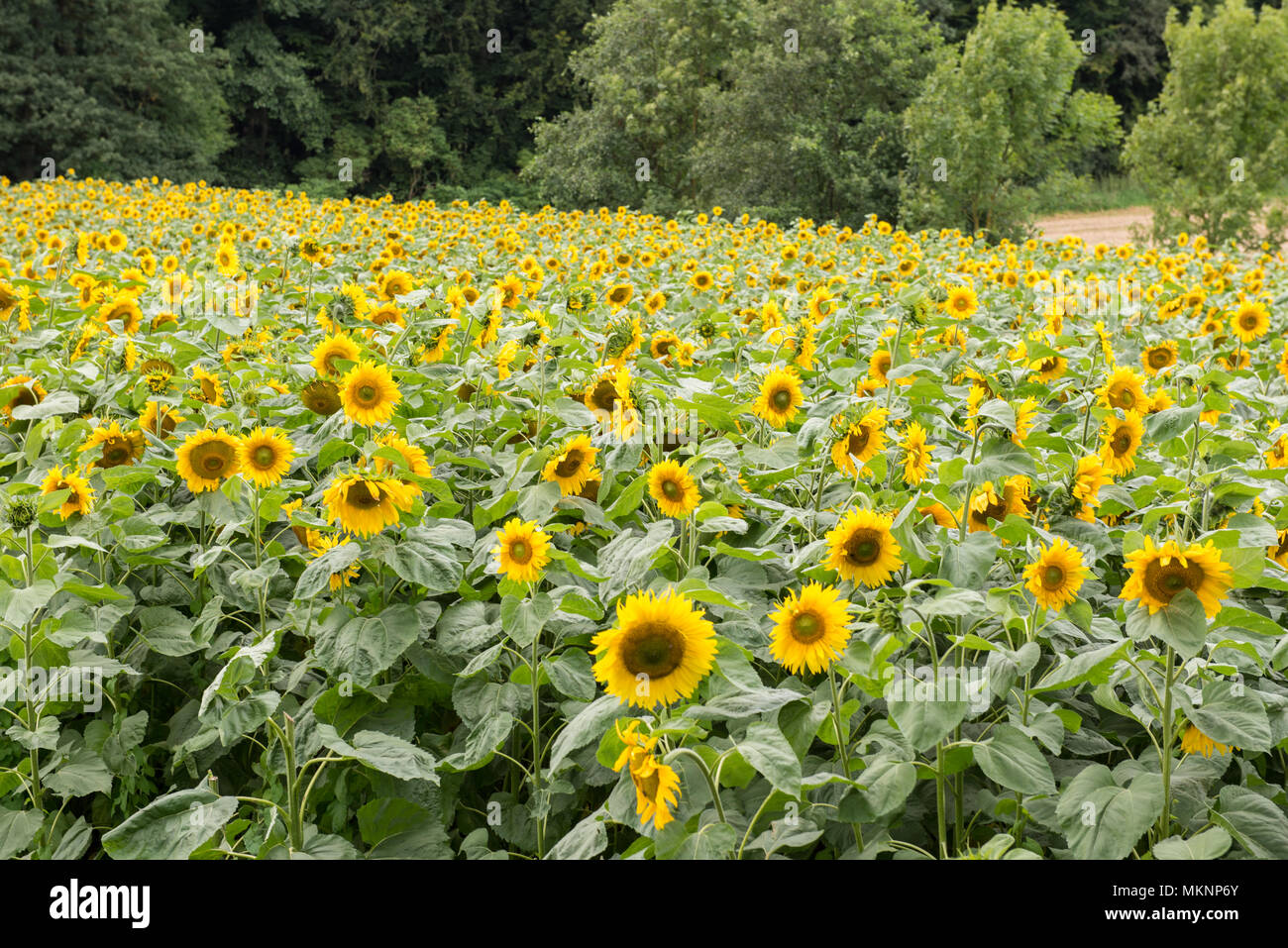 Field with ripe sunflowers at the forest edge Stock Photo - Alamy