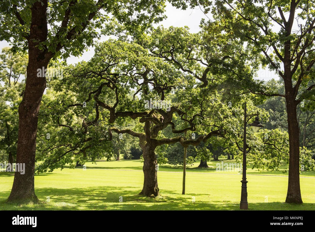 Gnarled oak hi-res stock photography and images - Alamy
