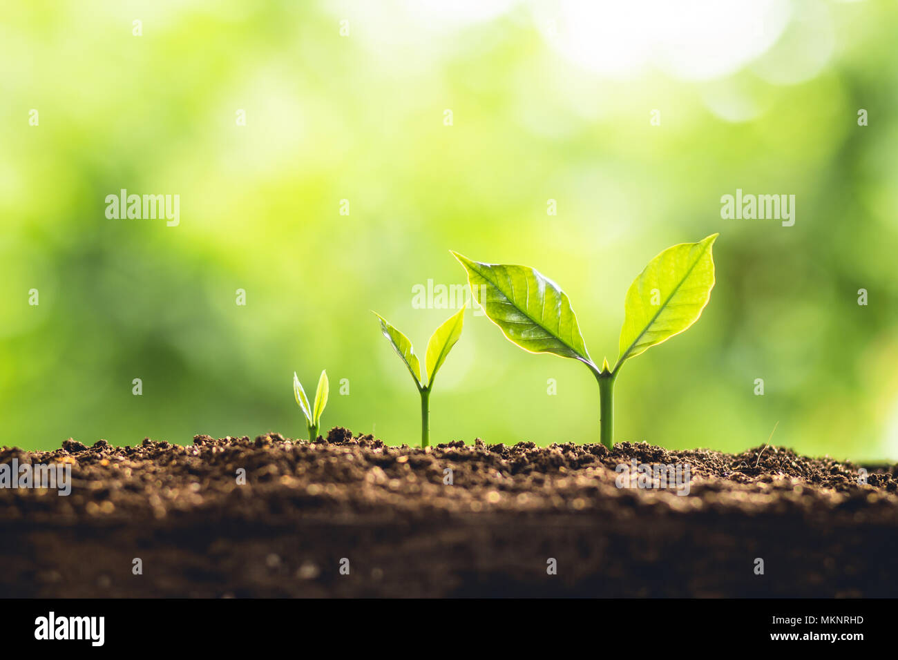 Tree Growth Three Steps In nature And beautiful morning lighting Stock ...