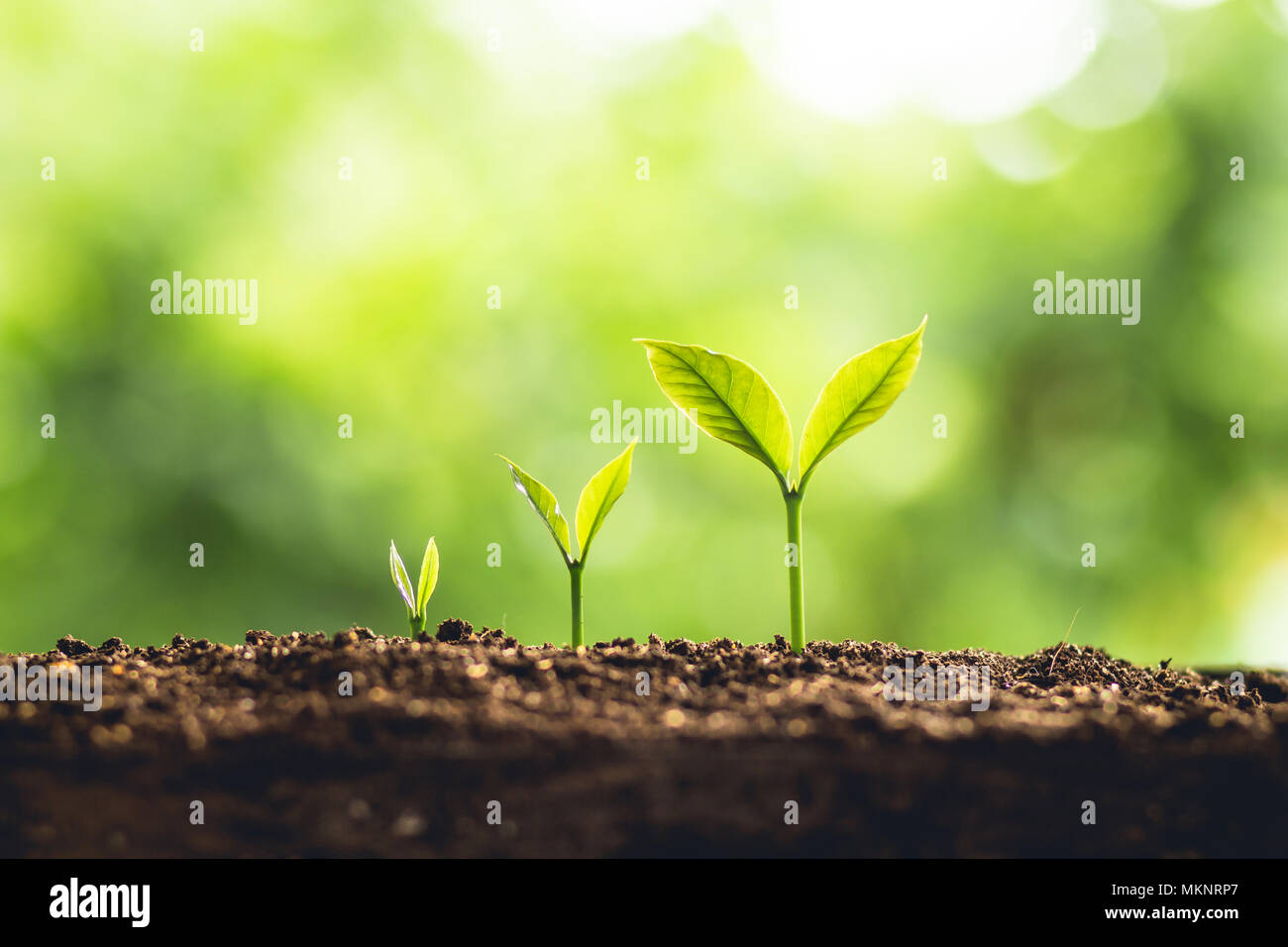 Tree Growth Three Steps In nature And beautiful morning lighting Stock ...