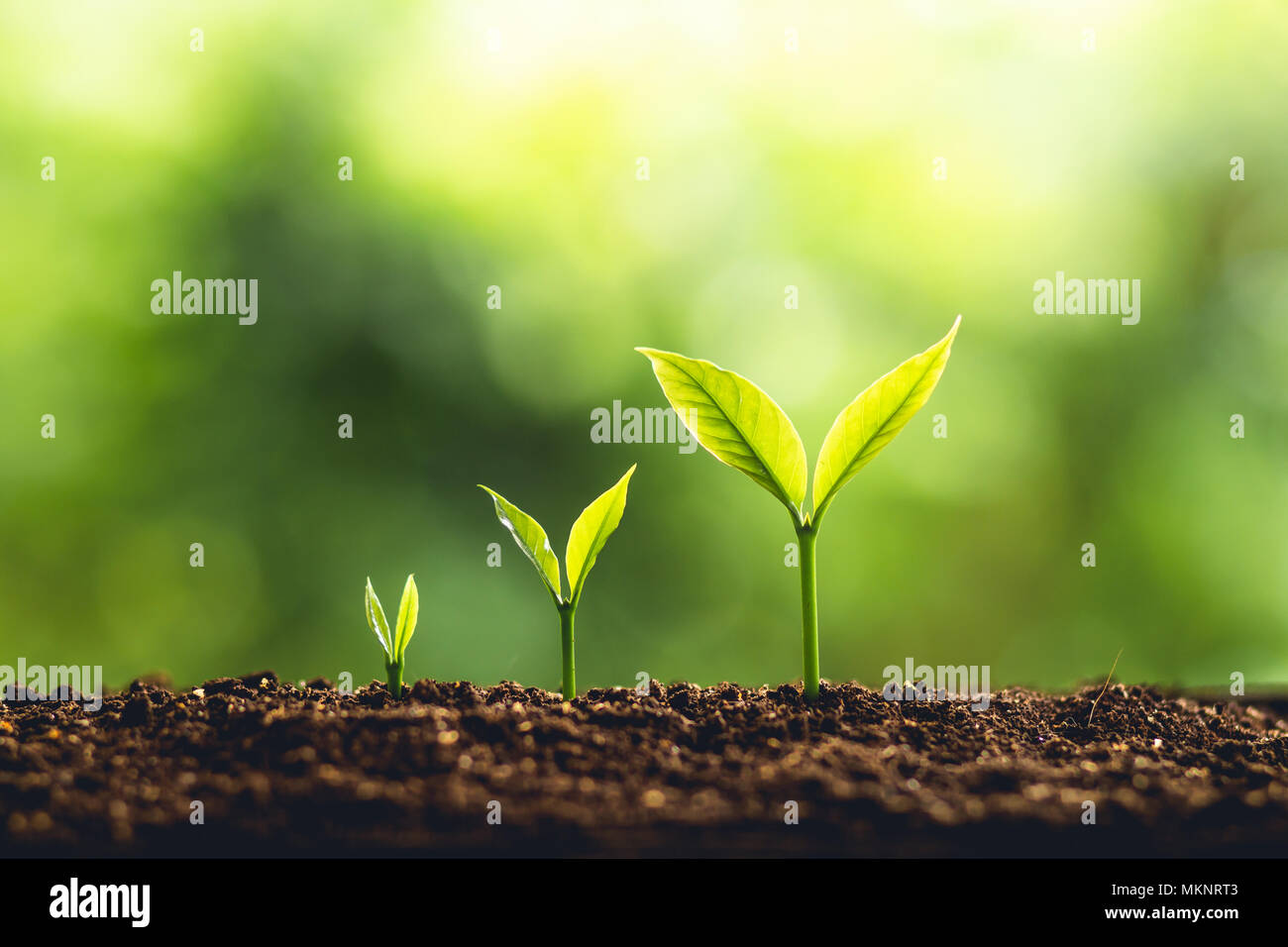 Tree Growth Three Steps In nature And beautiful morning lighting Stock ...