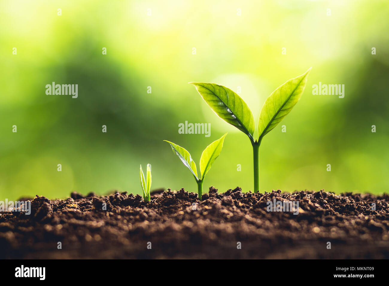 Tree Growth Three Steps In nature And beautiful morning lighting Stock ...