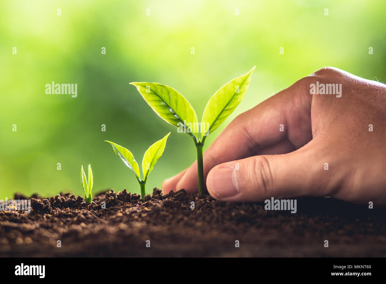 Tree Growth Three Steps In nature And beautiful morning lighting Stock ...