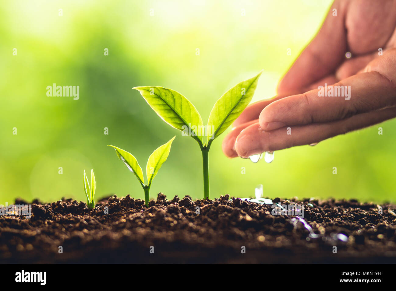 Tree planting steps hi-res stock photography and images - Alamy