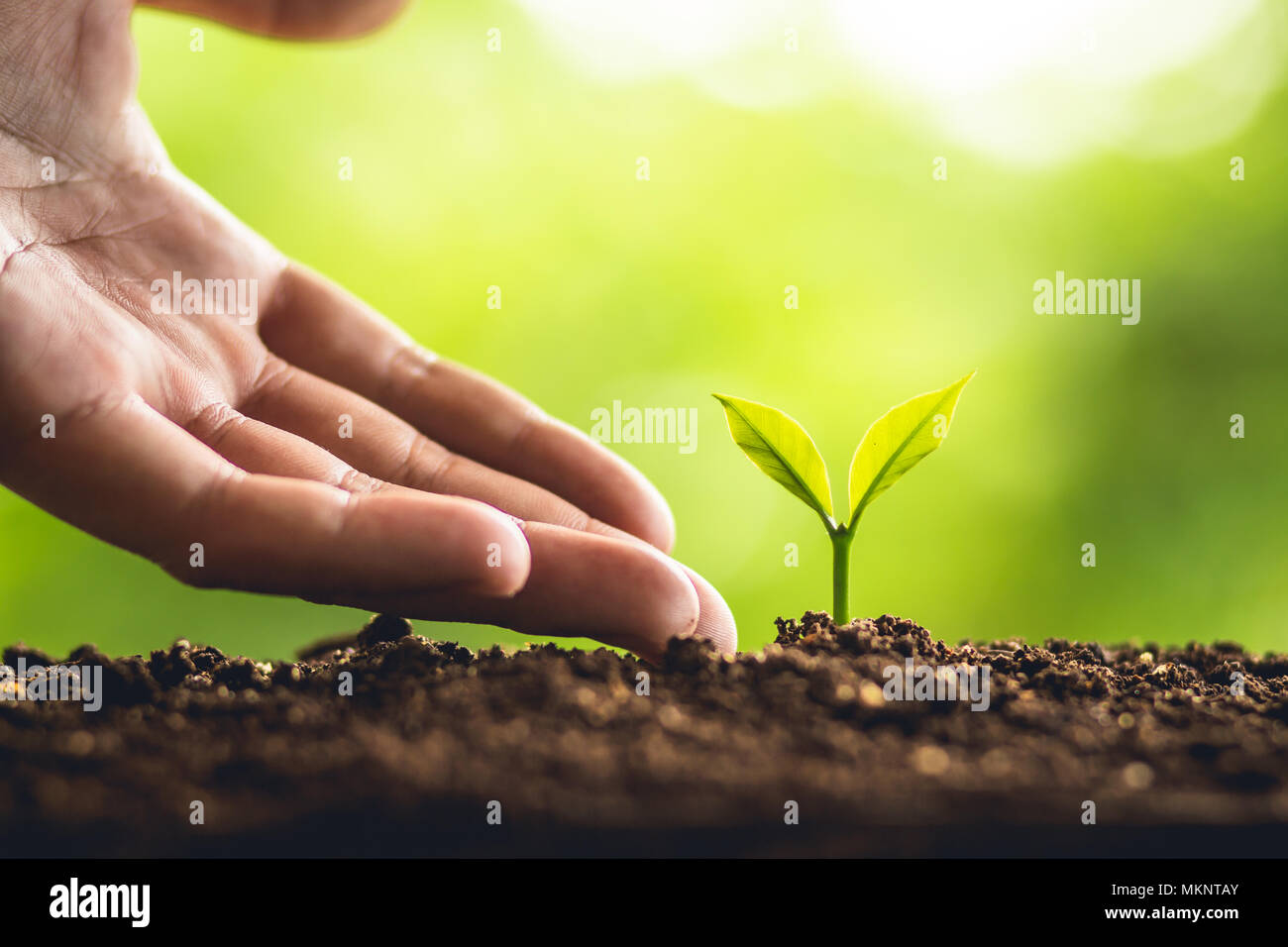 Tree Growth Three Steps In nature And beautiful morning lighting Stock ...